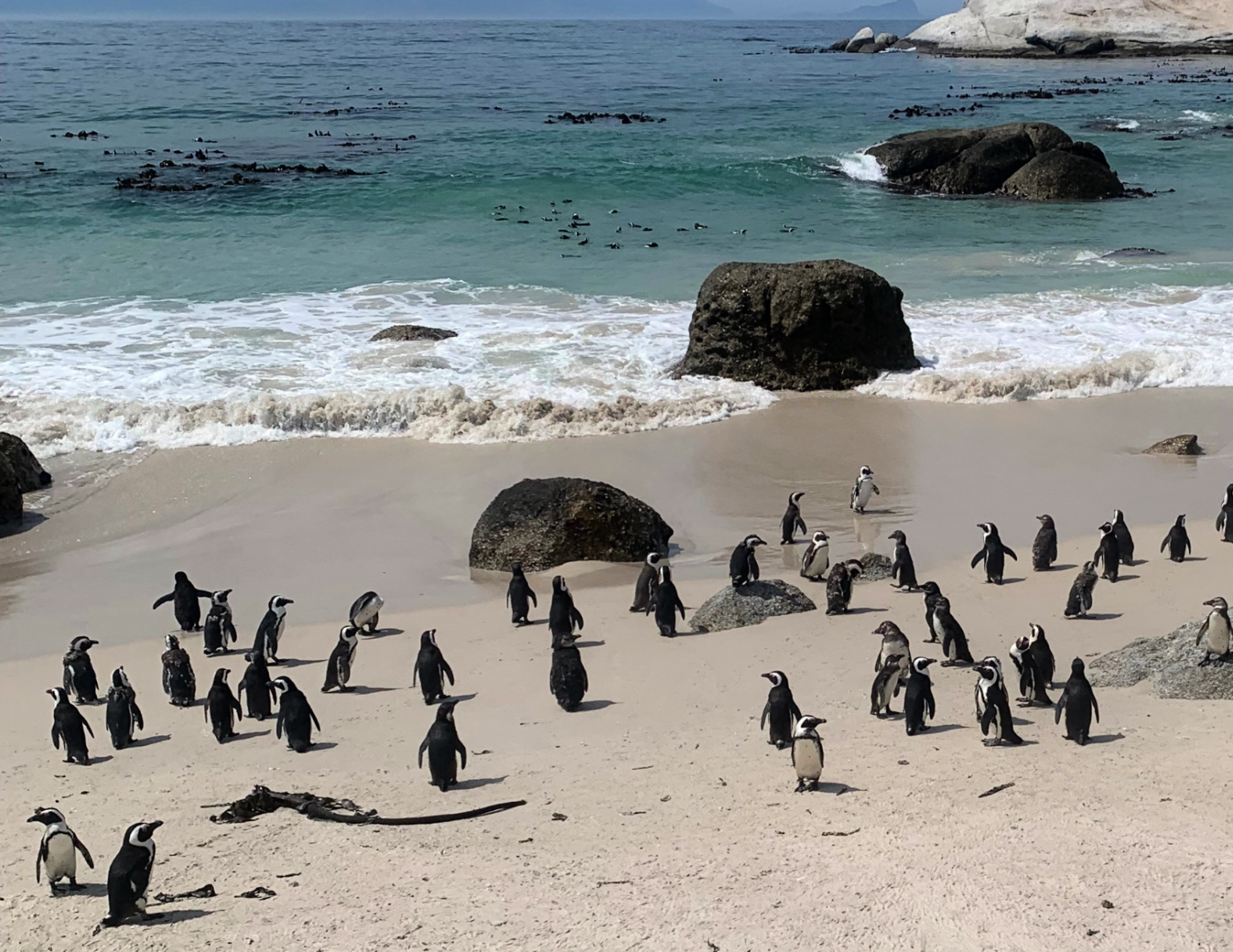 Visiting the Famous Cape Town Penguins: The Ultimate Guide