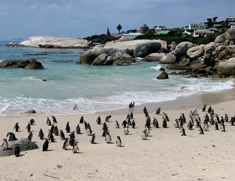 Visiting the Famous Cape Town Penguins: The Ultimate Guide
