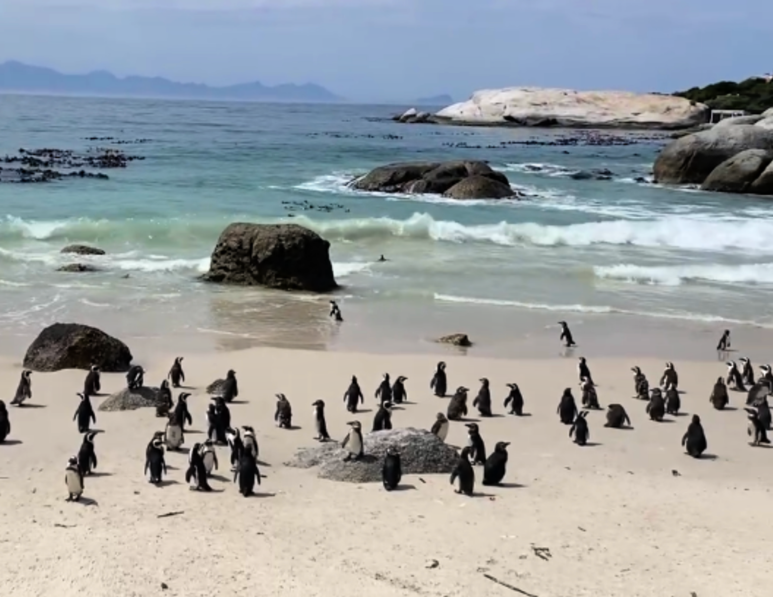 Visiting the Famous Cape Town Penguins: The Ultimate Guide